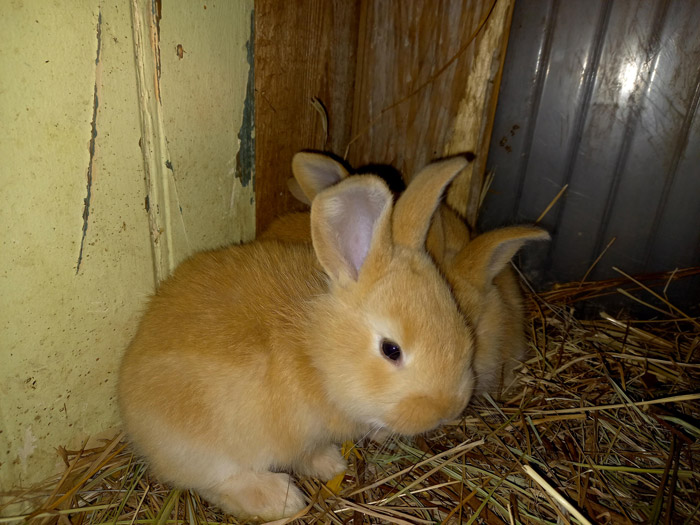 Lapin geant des flandres, le guide complet - Le meilleur pour mon Lapin