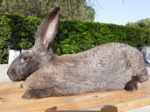 Lapin geant des flandres, le guide complet - Le meilleur pour mon Lapin