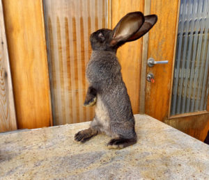Lapin geant des flandres, le guide complet - Le meilleur pour mon Lapin
