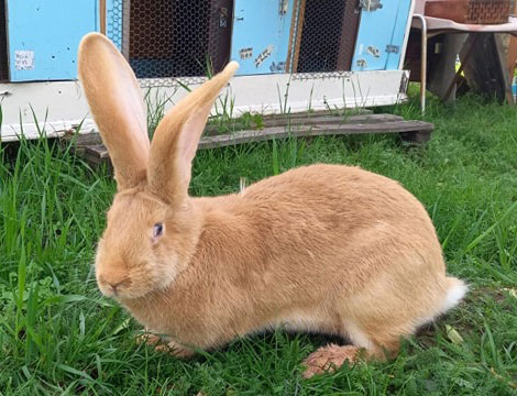 Lapin geant des flandres, le guide complet - Le meilleur pour mon Lapin