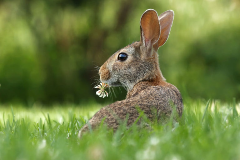 L'alimentation de ton lapin: mes conseils - Le meilleur pour mon Lapin