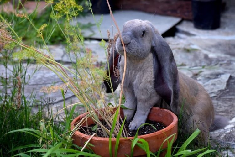 Tout savoir sur le lapin belier : Guide complet - Le meilleur pour mon ...