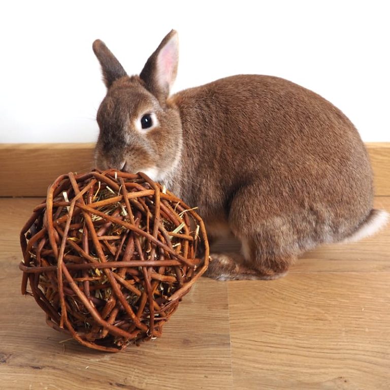 Liste cadeau pour lapin : 12 idées - Le meilleur pour mon lapin
