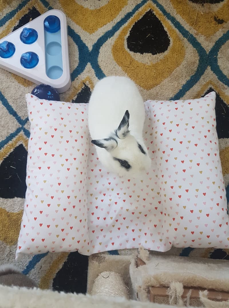 Liste cadeau pour lapin : 12 idées - Le meilleur pour mon lapin