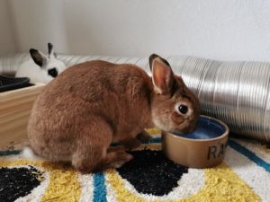 Comprendre le langage corporel lapin - Le meilleur pour mon Lapin