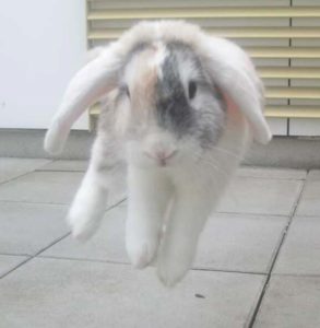 Comprendre le langage corporel lapin - Le meilleur pour mon Lapin