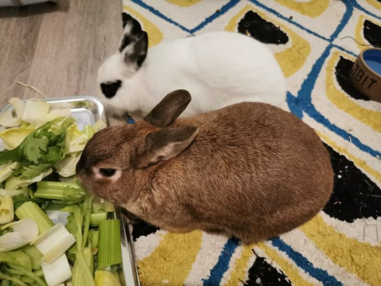 Le guide complet sur le lapin nain - Le meilleur pour mon Lapin