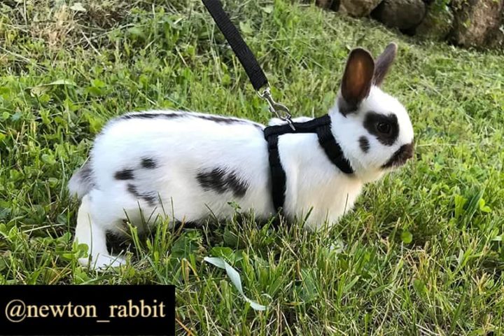 Le guide complet sur le lapin nain - Le meilleur pour mon Lapin