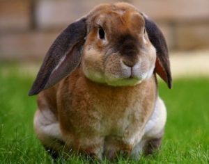 Le guide complet sur le lapin nain - Le meilleur pour mon Lapin