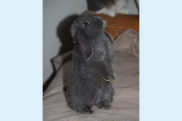 Le guide complet sur le lapin nain - Le meilleur pour mon Lapin