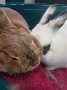 Lapin qui éternue quand s'inquiéter ? - Le meilleur pour mon Lapin