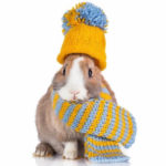 Lapin qui éternue quand s'inquiéter ? - Le meilleur pour mon Lapin