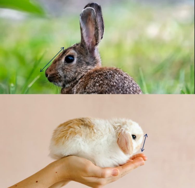 Lapin qui éternue quand s'inquiéter ? - Le meilleur pour mon Lapin