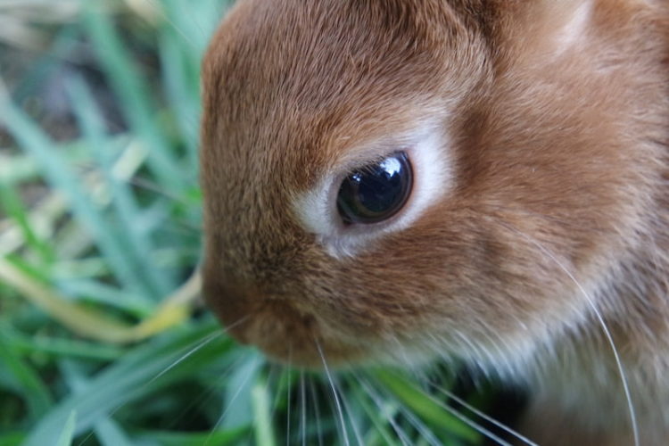 Mue lapin : Astuces et conseils - Le meilleur pour mon Lapin