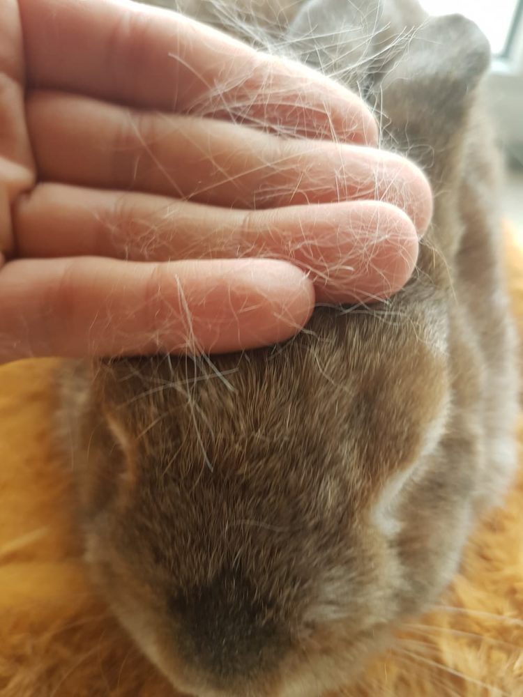 Mue lapin : Astuces et conseils - Le meilleur pour mon Lapin