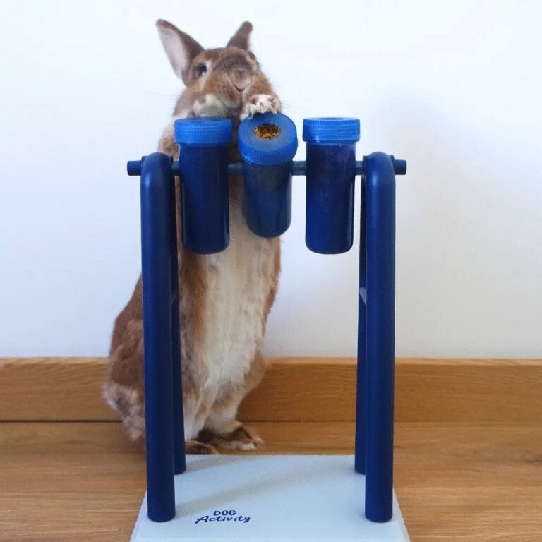 8 choses incroyables à savoir sur les lapins - Le meilleur pour mon Lapin