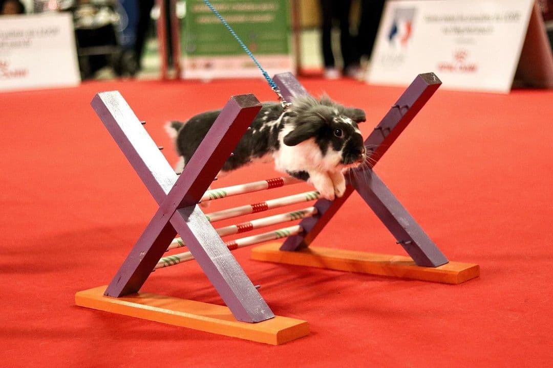 8 choses incroyables à savoir sur les lapins - Le meilleur pour mon Lapin